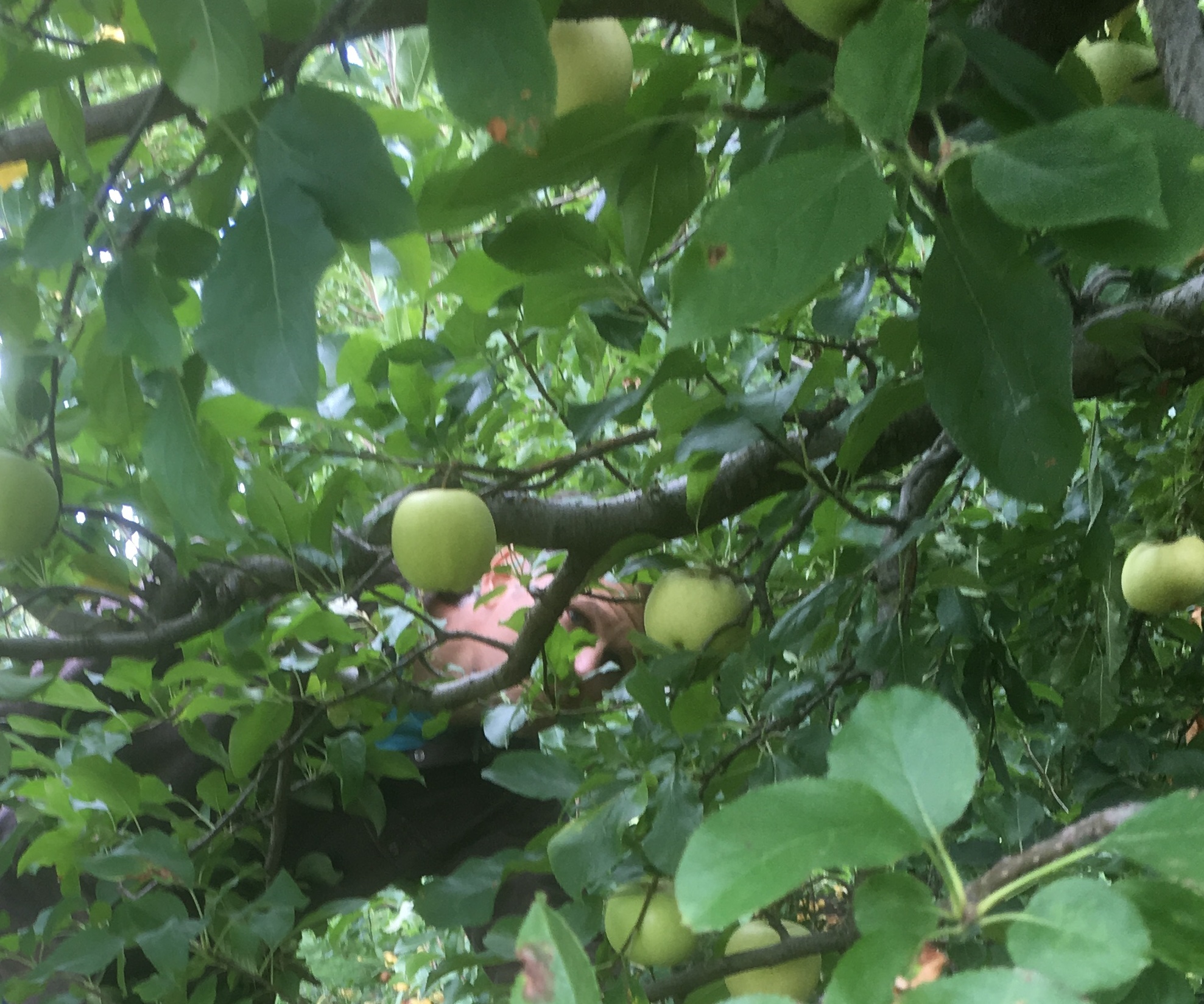 Edwina’s September poem. | Gladsome Lights