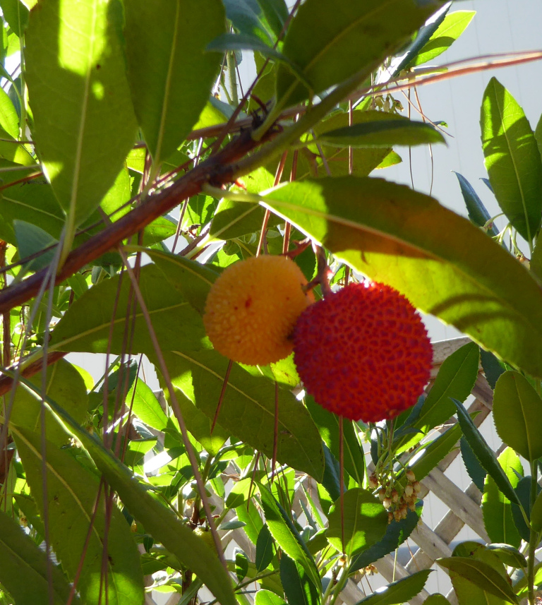 How to love a strawberry tree. | Gladsome Lights