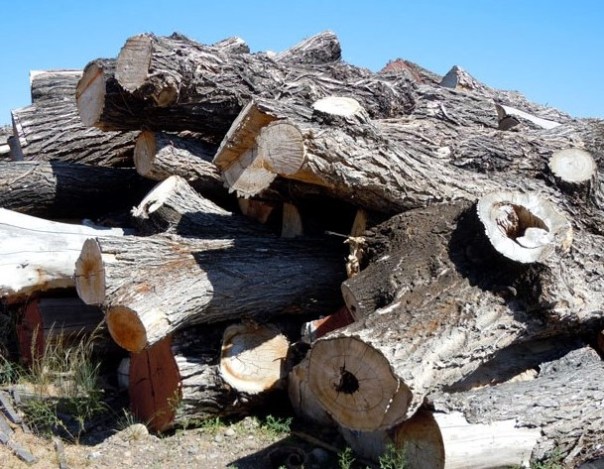 The Elm Log | Gladsome Lights