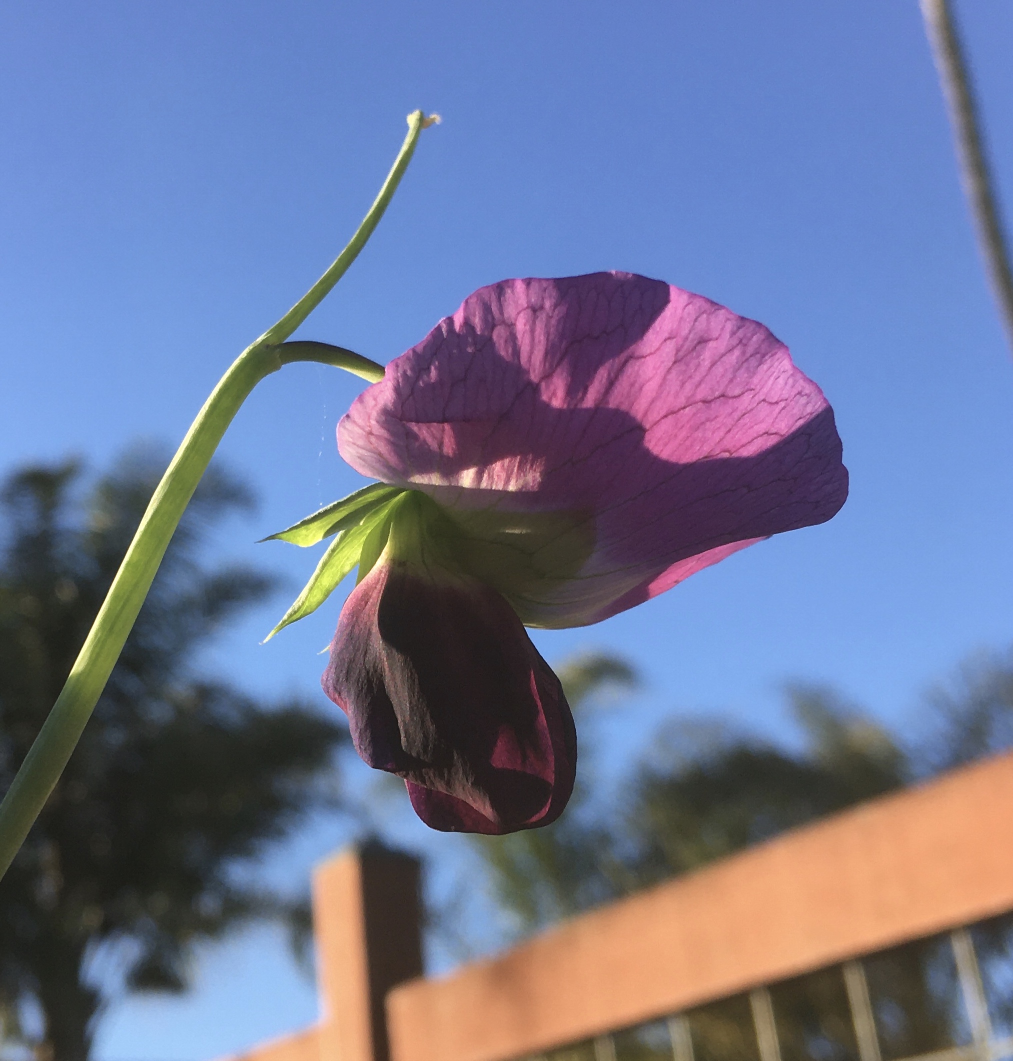 The reality and rhythm of pea-planting. | Gladsome Lights