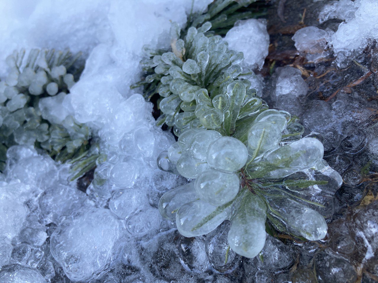 Needles + ice = grapes. | Gladsome Lights