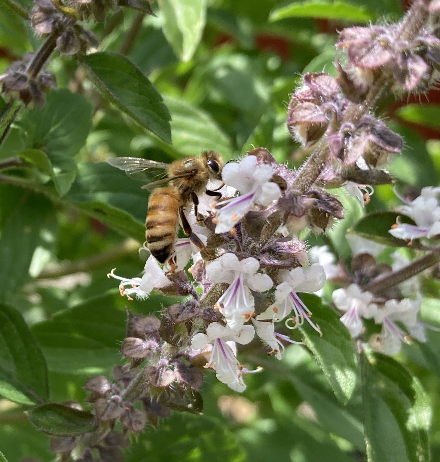 African Blue Basil | Gladsome Lights