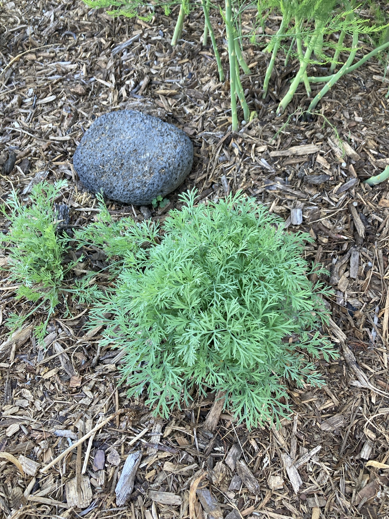 A red surprise popped up. | Gladsome Lights