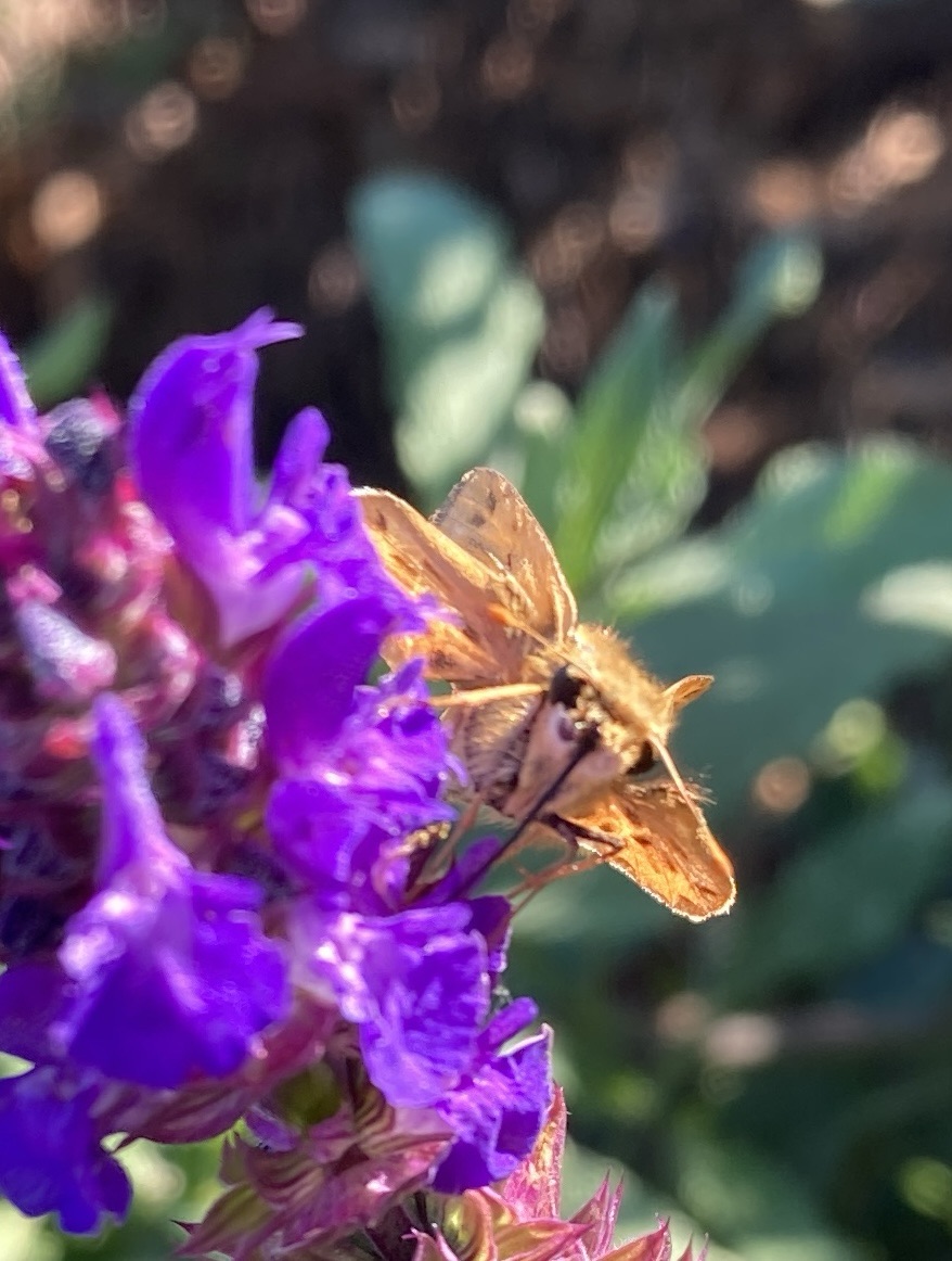 The languid skipper sets an example. | Gladsome Lights