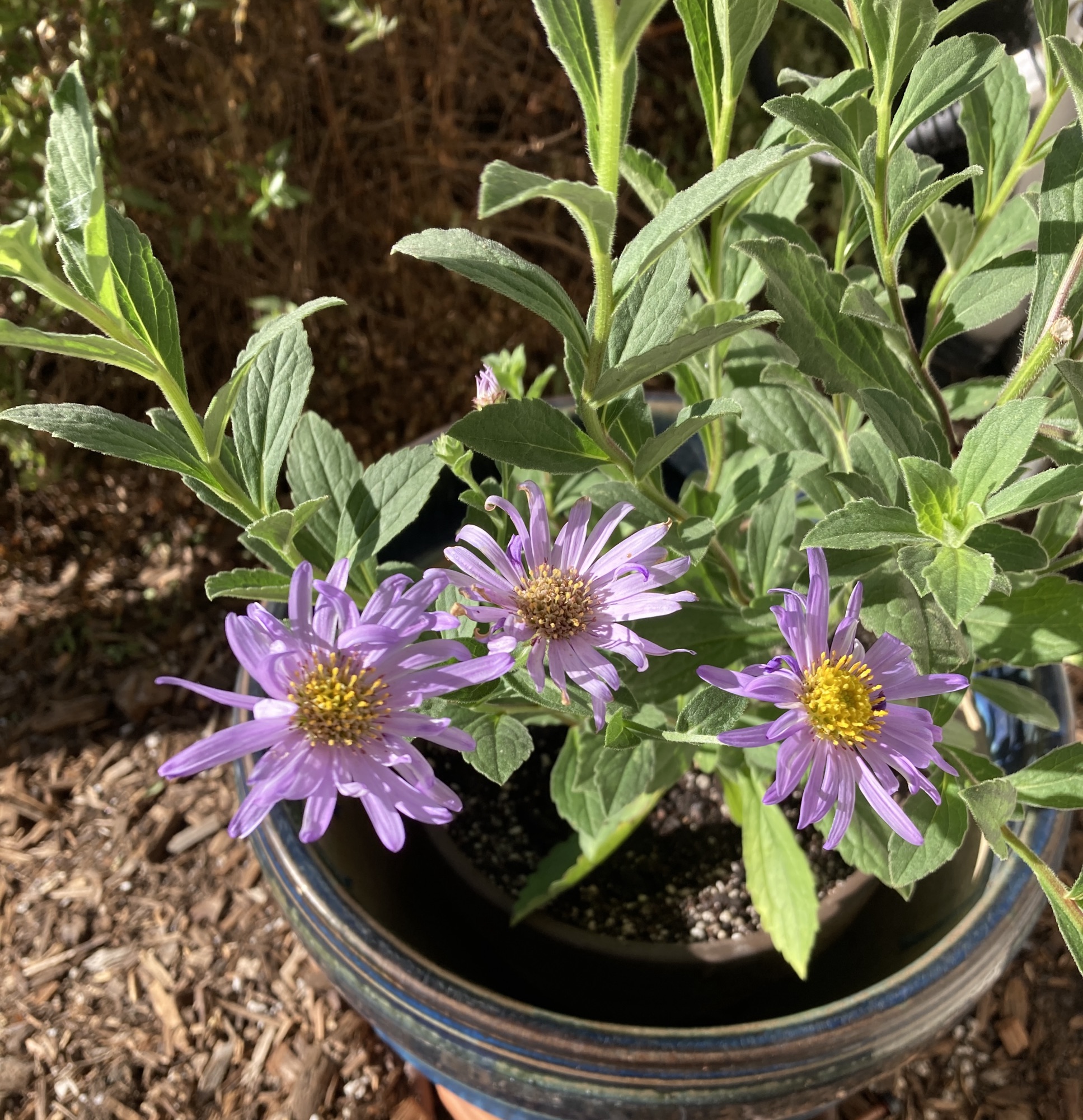 We still love this September poem. | Gladsome Lights